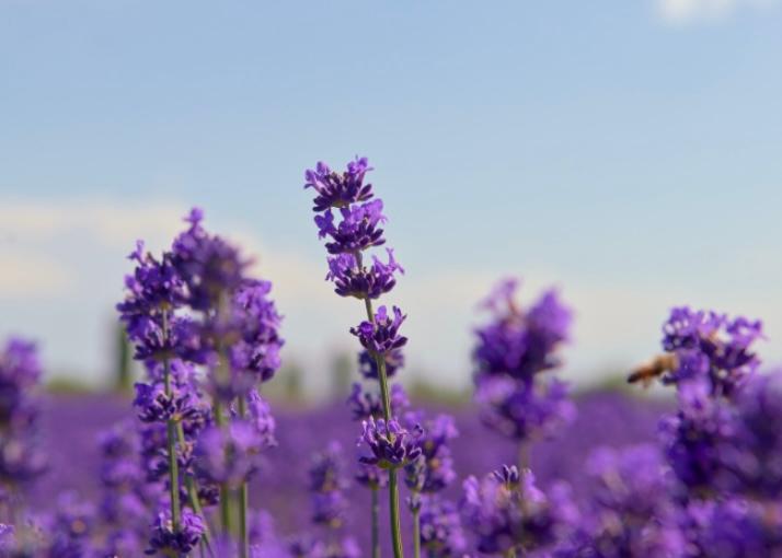 Refrensi Bunga Ungu Yang Bisa Mempercantik Rumah Anda » MENGHADIRKAN