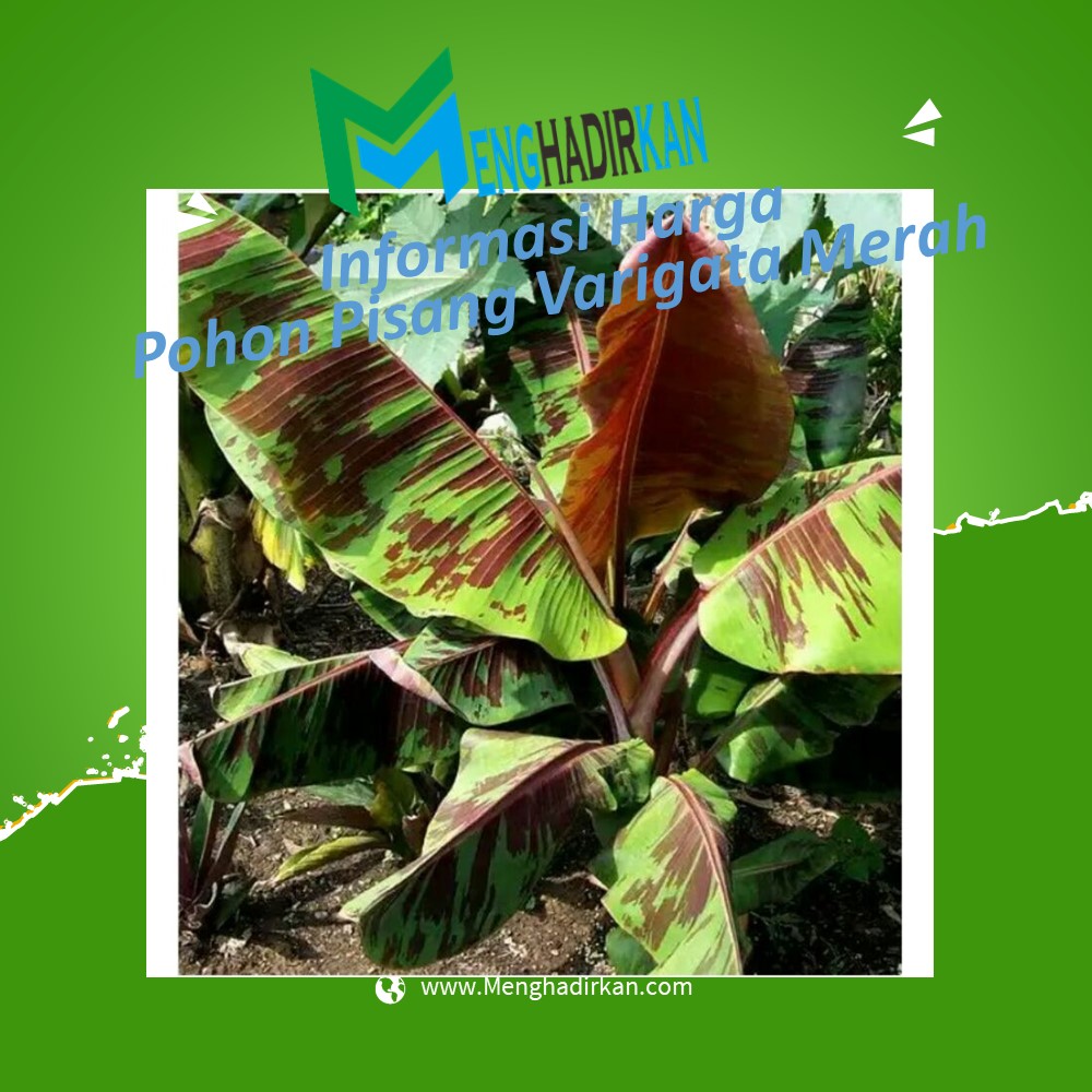 Harga Pohon Pisang Varigata Merah » MENGHADIRKAN